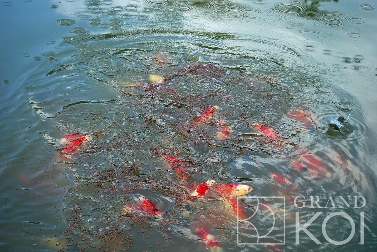 Feeding Time at the Mud Pond