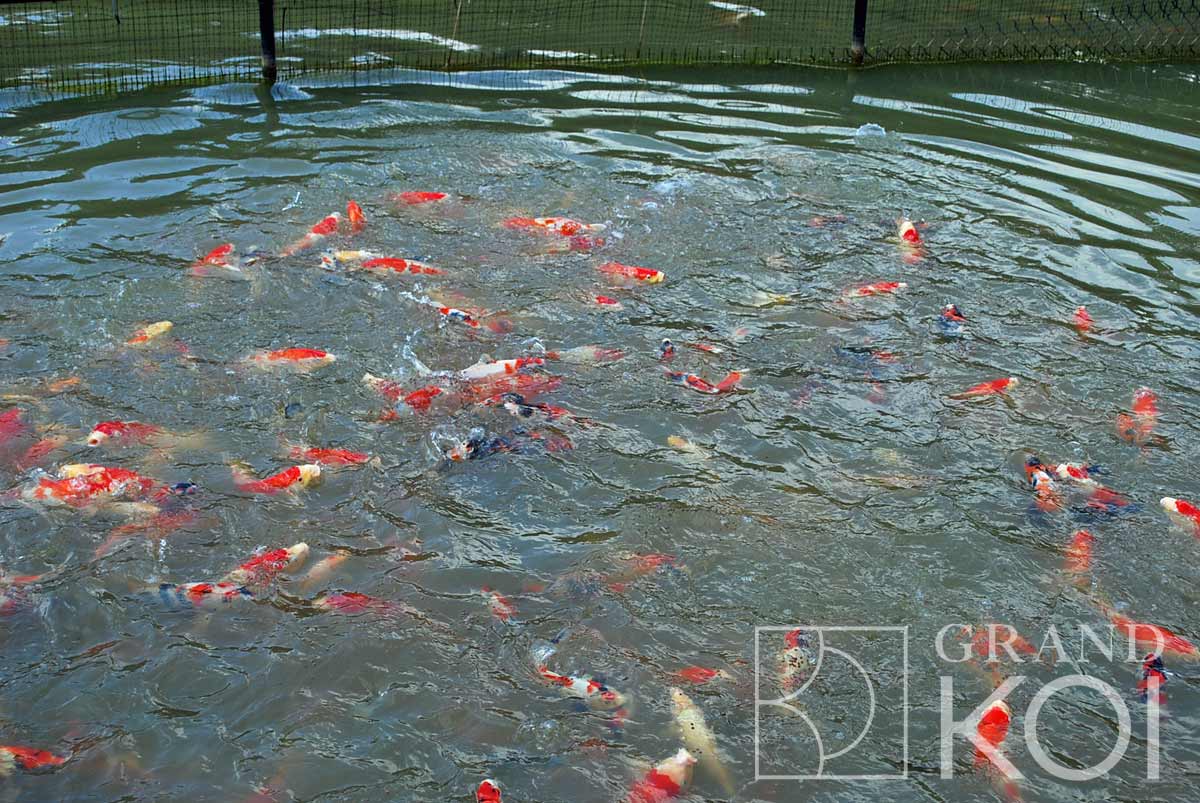 Feeding Time at the Mud Pond
