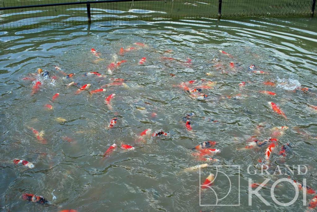 Feeding Time at the Mud Pond