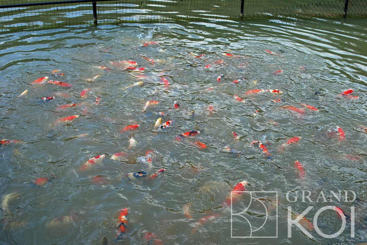 Feeding Time at the Mud Pond