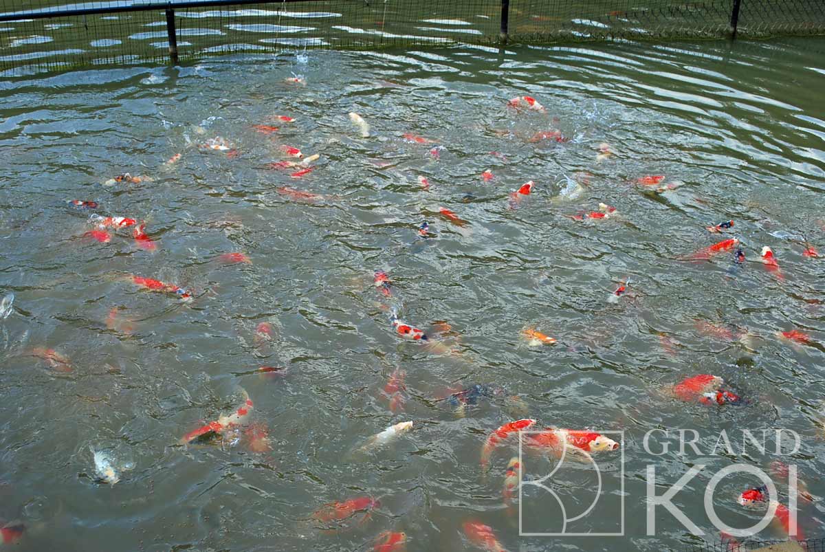 Feeding Time at the Mud Pond
