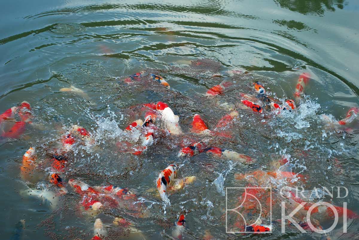 Feeding Time at the Mud Pond