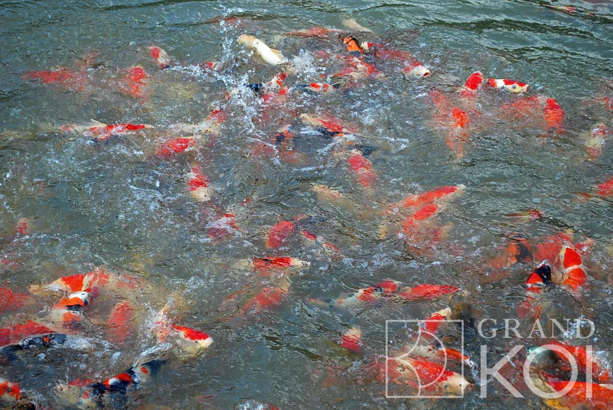 Feeding Time at the Mud Pond