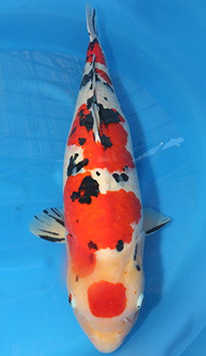 Sanke-0010 - Grand Koi, LLC