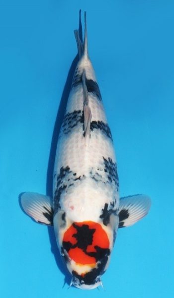 Tancho Showa SOLD - Grand Koi, LLC