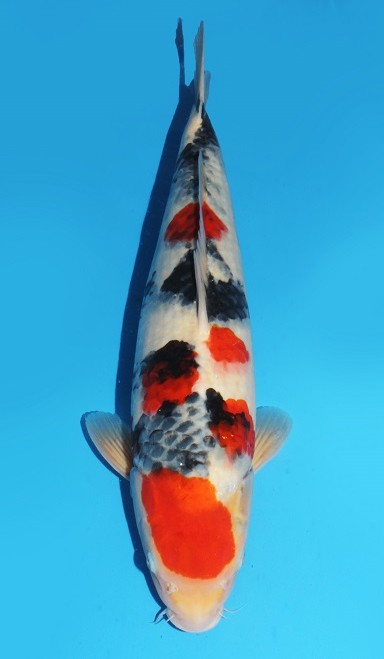 Showa - Grand Koi, LLC