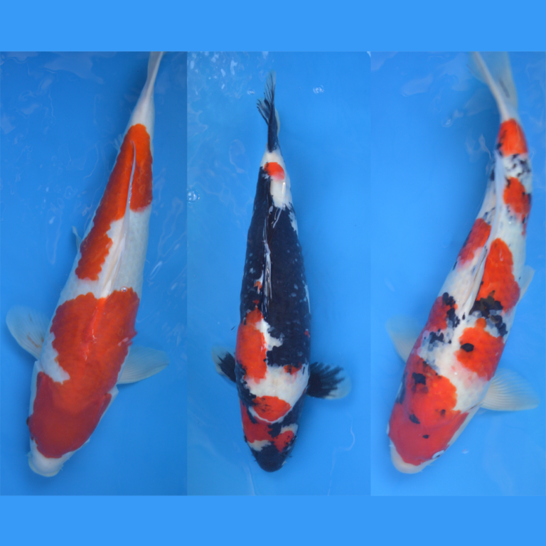 Arrival of New batch of Sakai