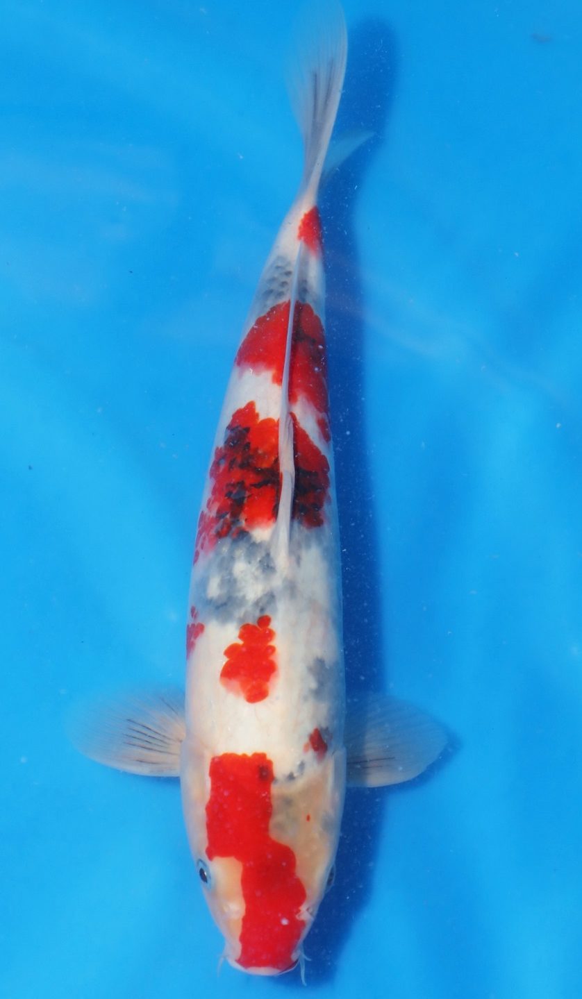 Showa - Grand Koi, LLC
