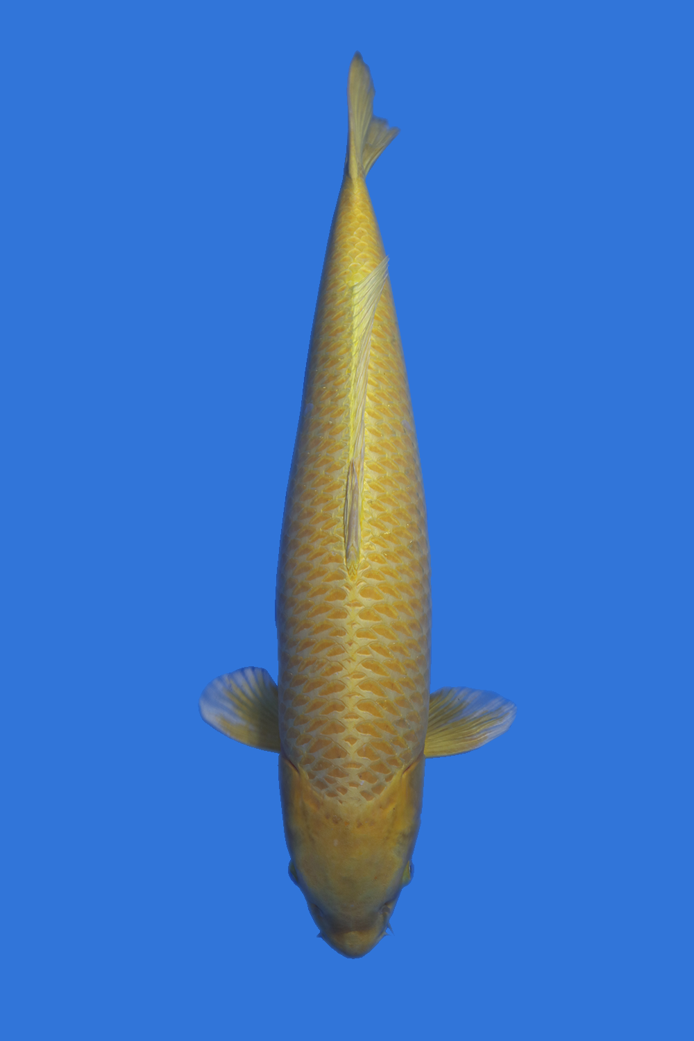 Yamabuki Ogon Koi