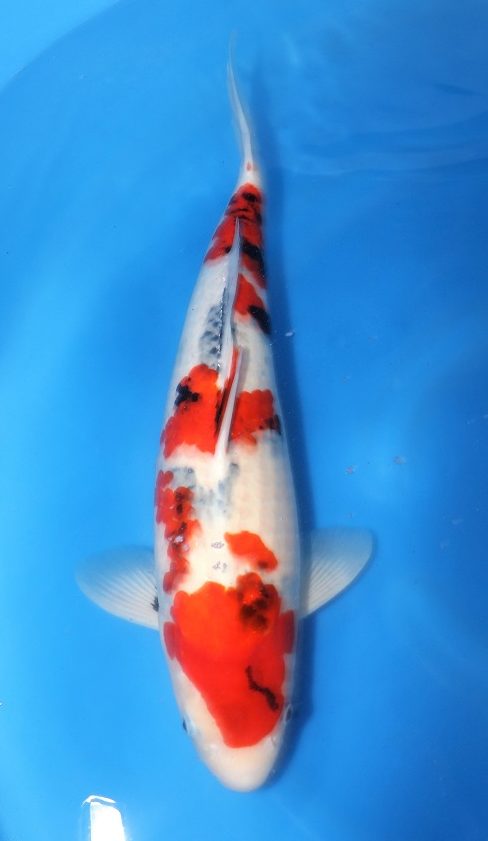 Showa- SOLD - Grand Koi, LLC
