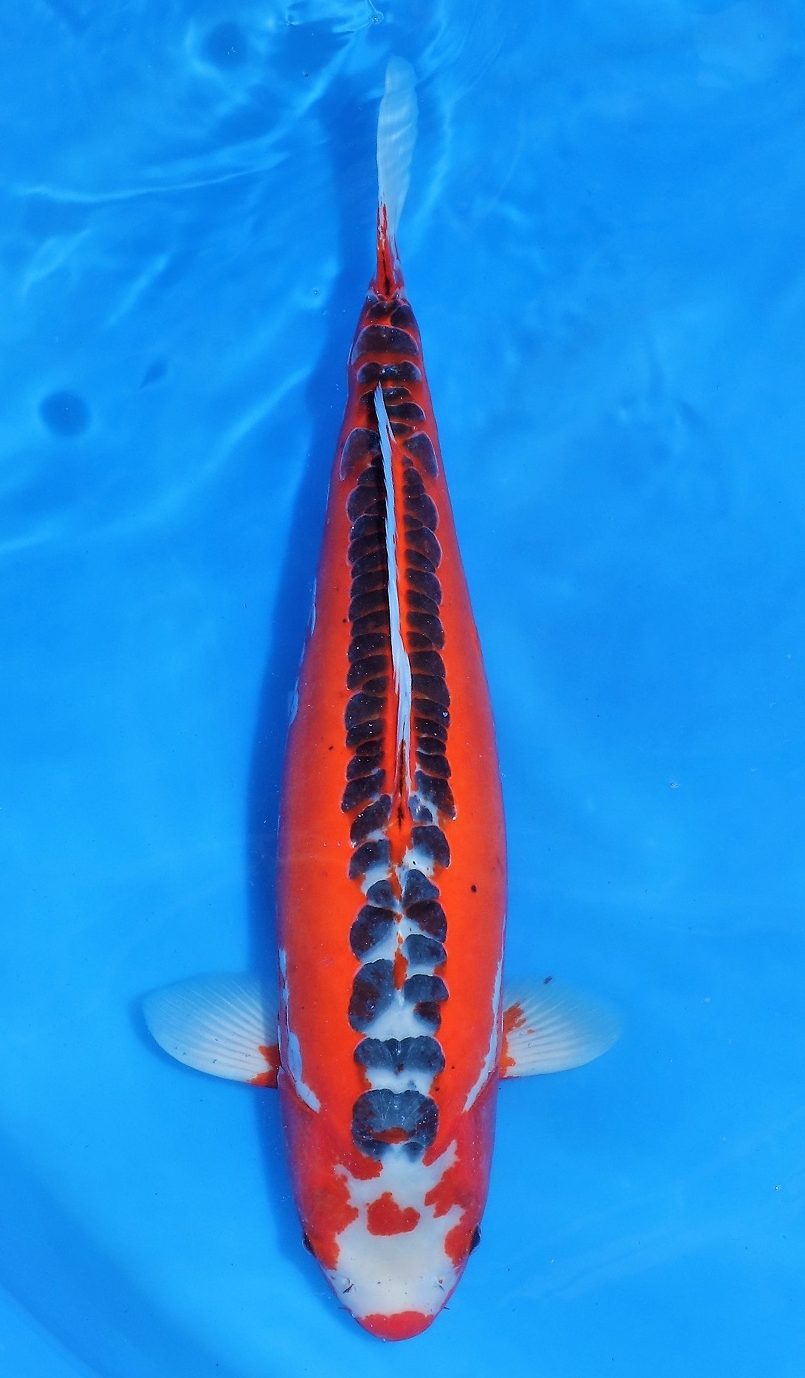 Shusui - Grand Koi, LLC