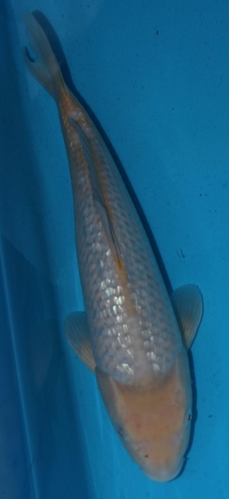 Gin Rin Soragoi - Grand Koi, LLC