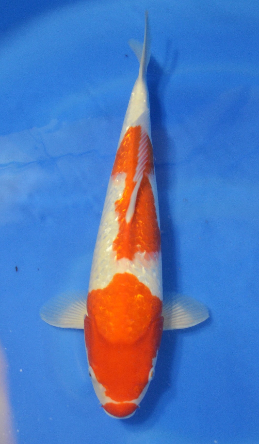 Gin Rin Kohaku - Grand Koi, LLC