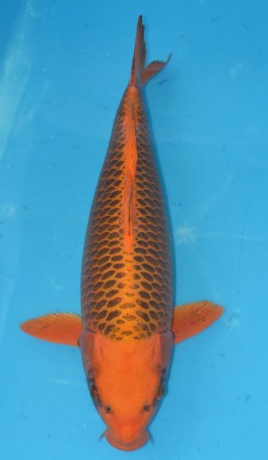 Show Quality Koi - Grand Koi, LLC