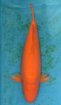 Benigoi Archives - Grand Koi, LLC