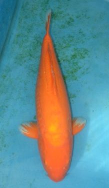 Product Categories Benigoi