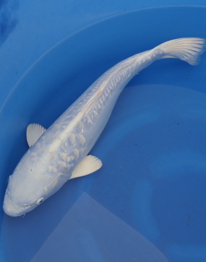 Armor Scale Doitsu Platinum Ogon - Lake - Grand Koi, LLC