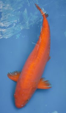 Product Categories Benigoi