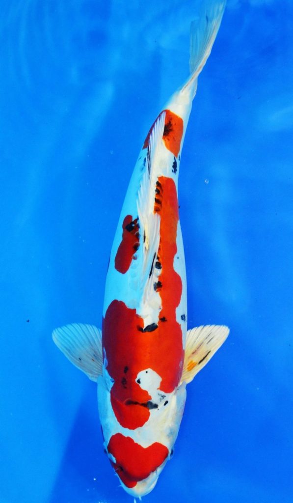 Kikokuryu - Grand Koi, LLC