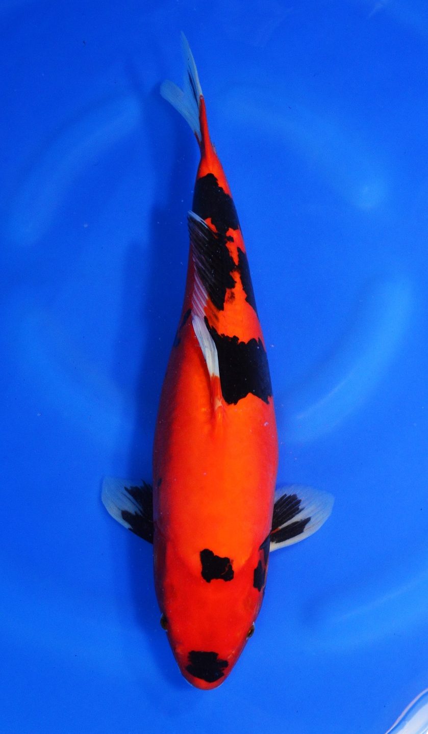 Doitsu Hi Utsuri S101 - Grand Koi, LLC