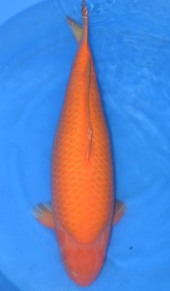 Benigoi - Grand Koi, LLC