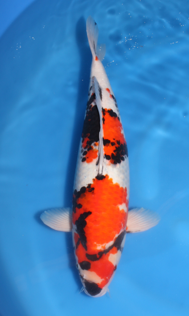 Showa SOLD - Grand Koi, LLC