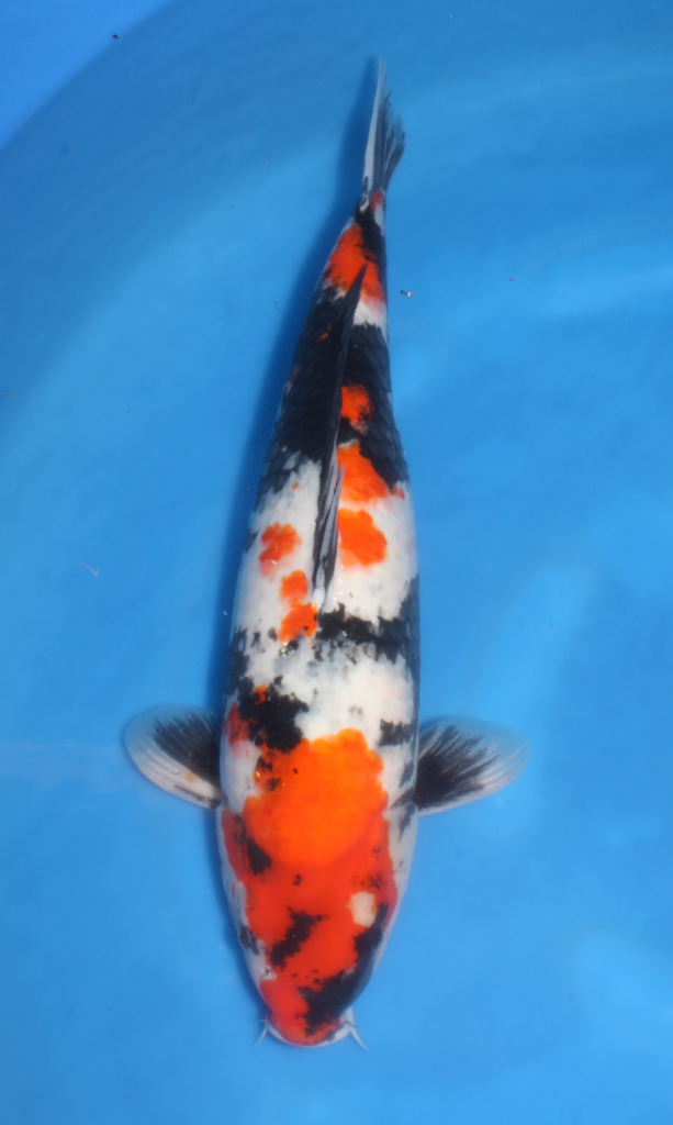 Showa- SOLD - Grand Koi, LLC