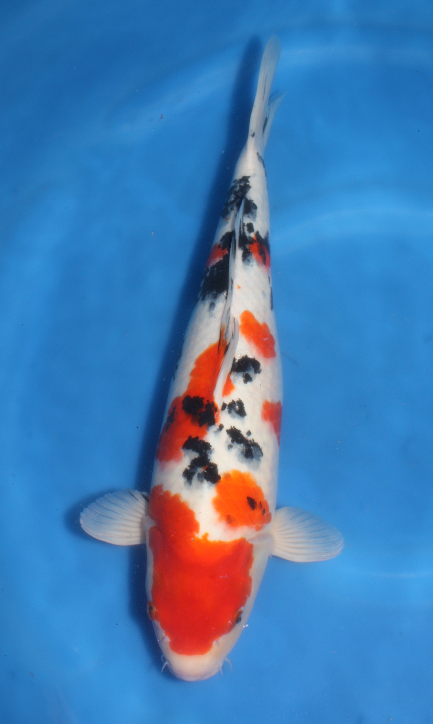 Sanke SOLD - Grand Koi, LLC