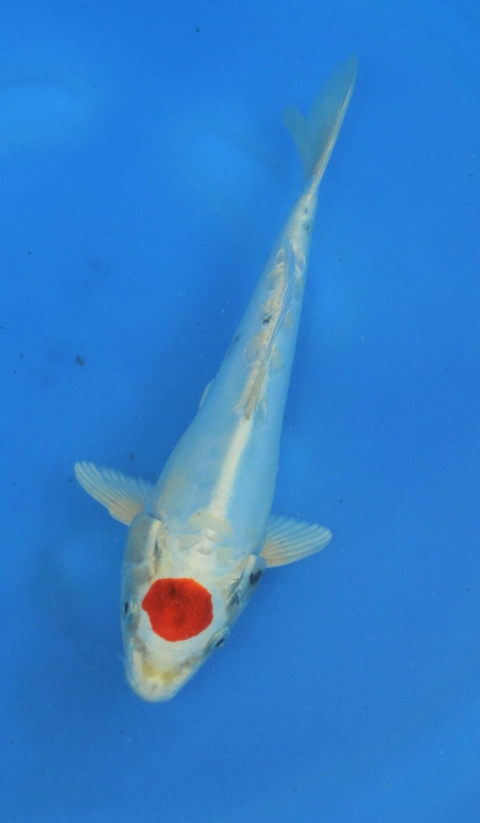 Doitsu Tancho Sold Tim - Grand Koi, LLC
