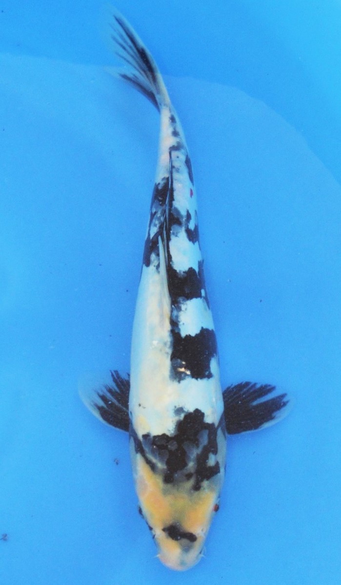 Doitsu Shiro Utsuri SOLD - Grand Koi, LLC