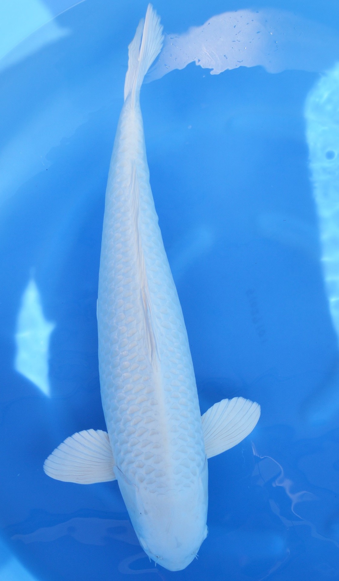 Platinum Ogon DIED - Grand Koi, LLC