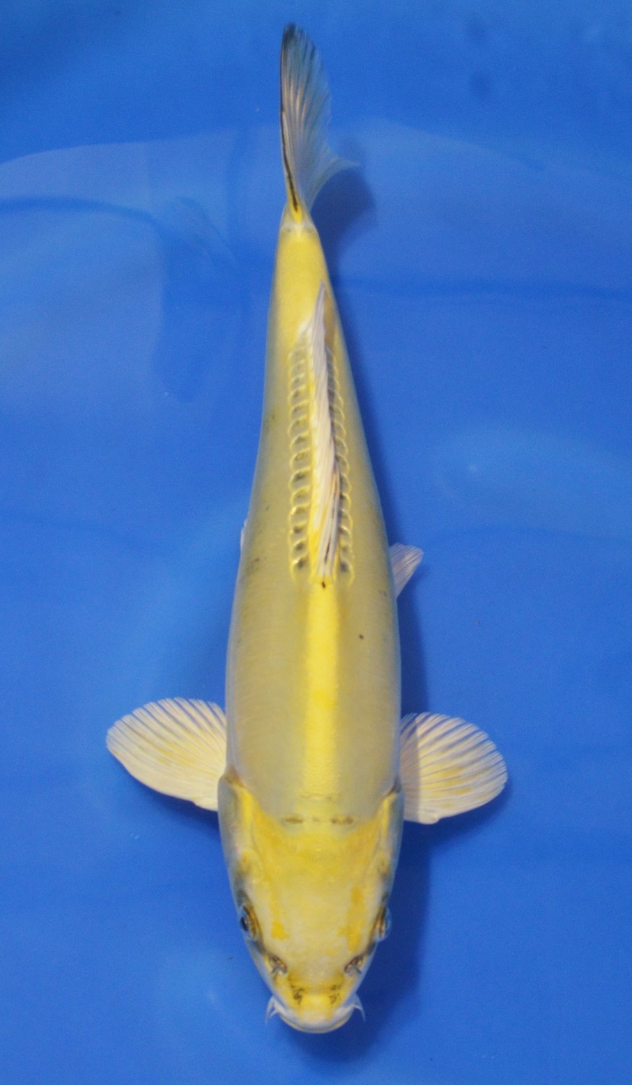 Ki Kikusui SOLD - Grand Koi, LLC