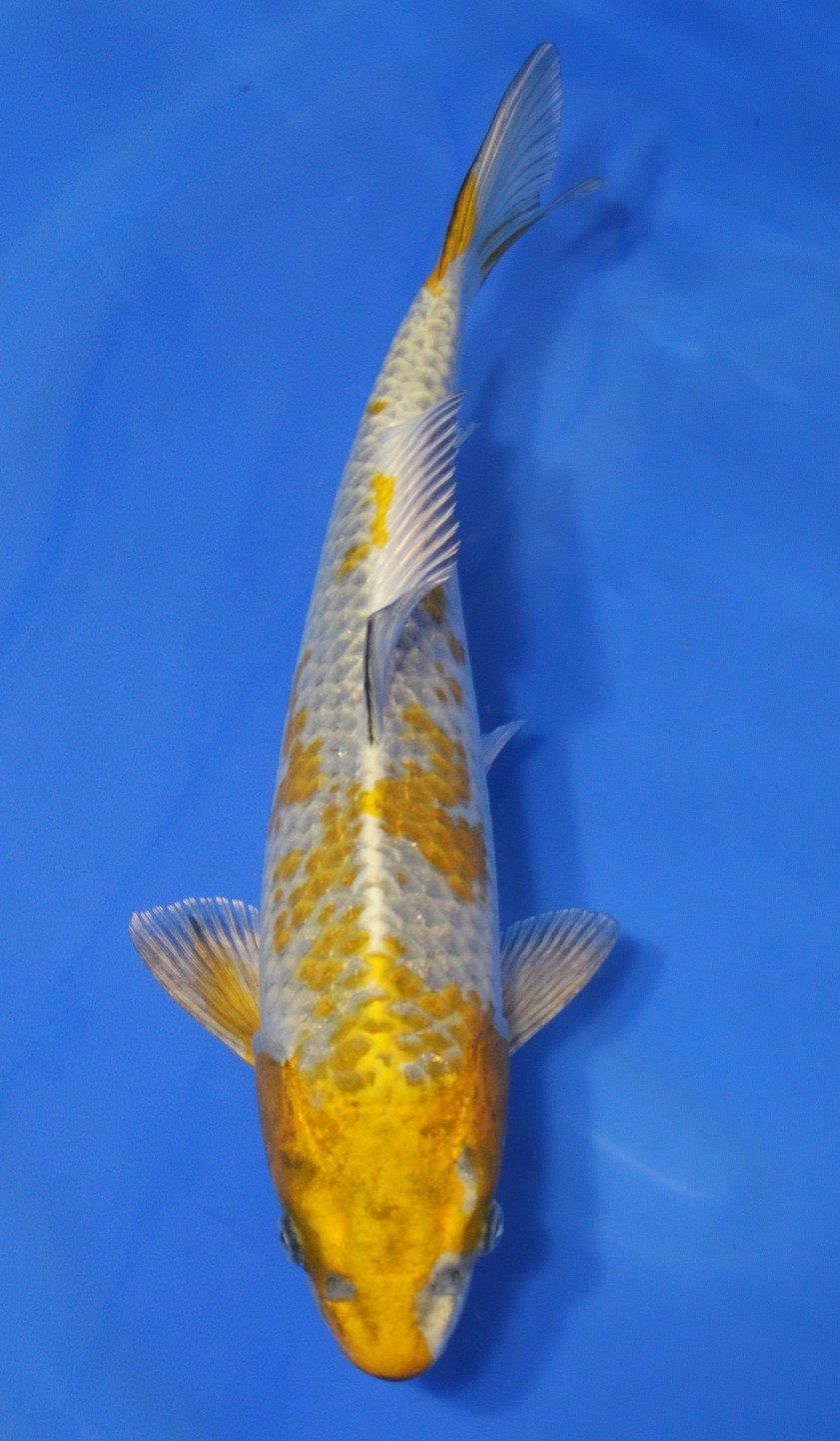 Ki Ochiba DIED - Grand Koi, LLC