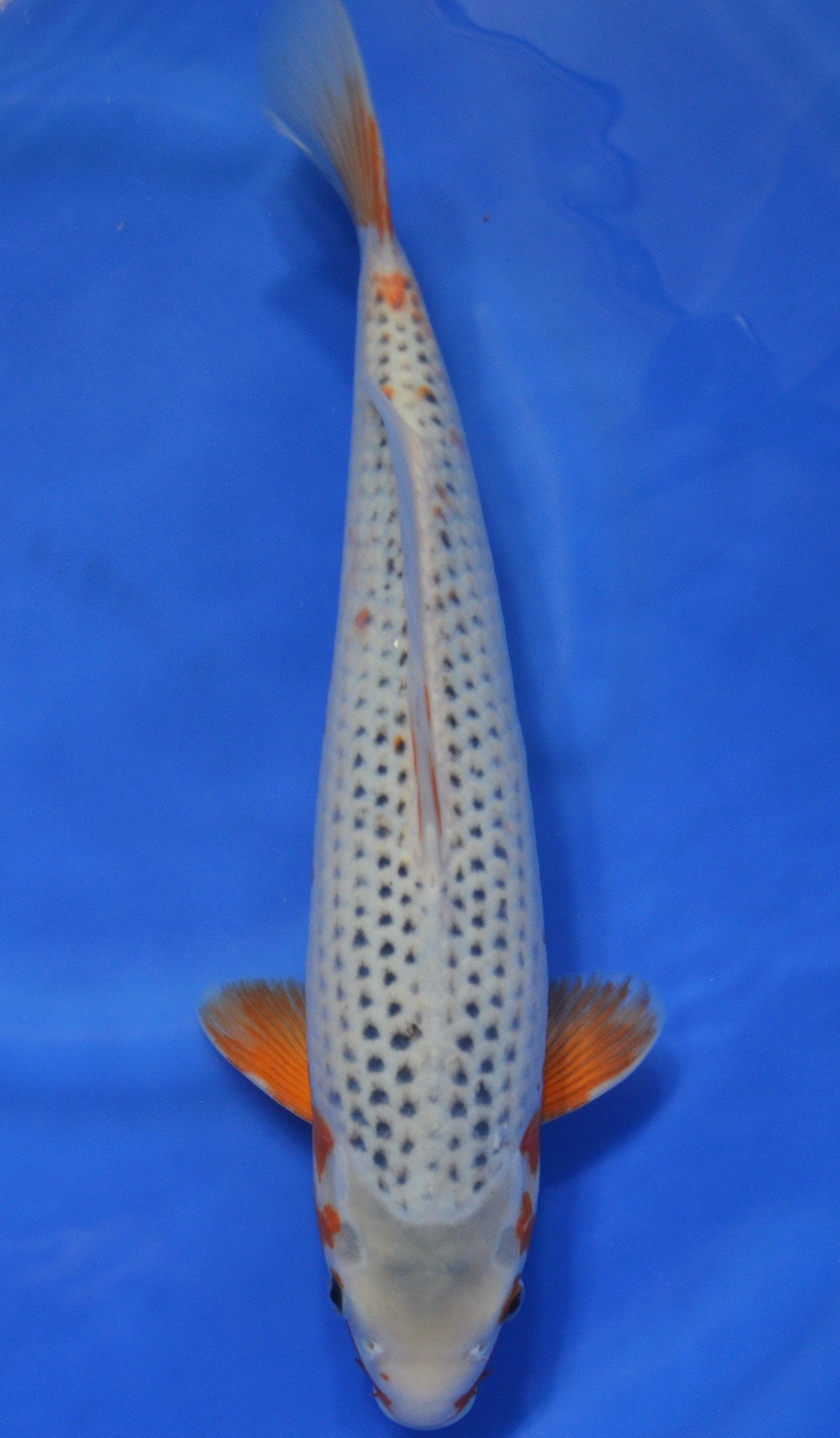 Asagi SOLD - Grand Koi, LLC