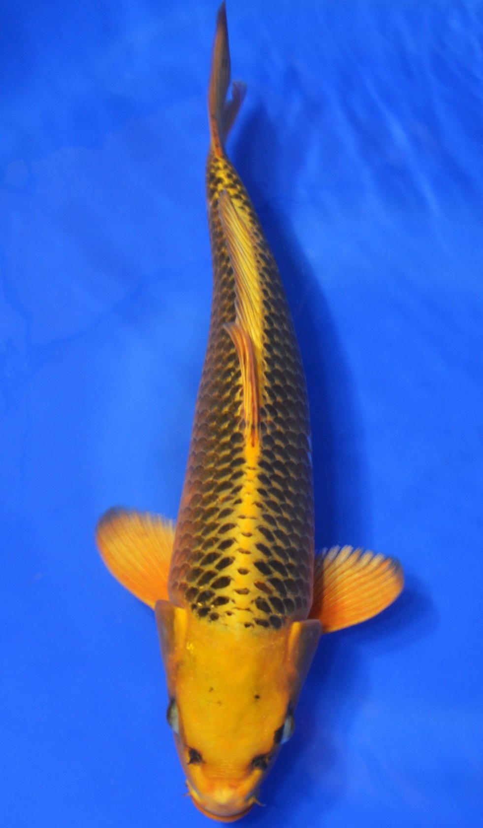 Kin Matsuba Sp3 - Grand Koi, LLC