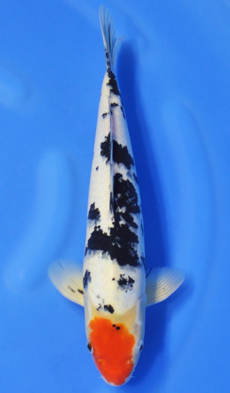 Tancho Sanke SICK - Grand Koi, LLC