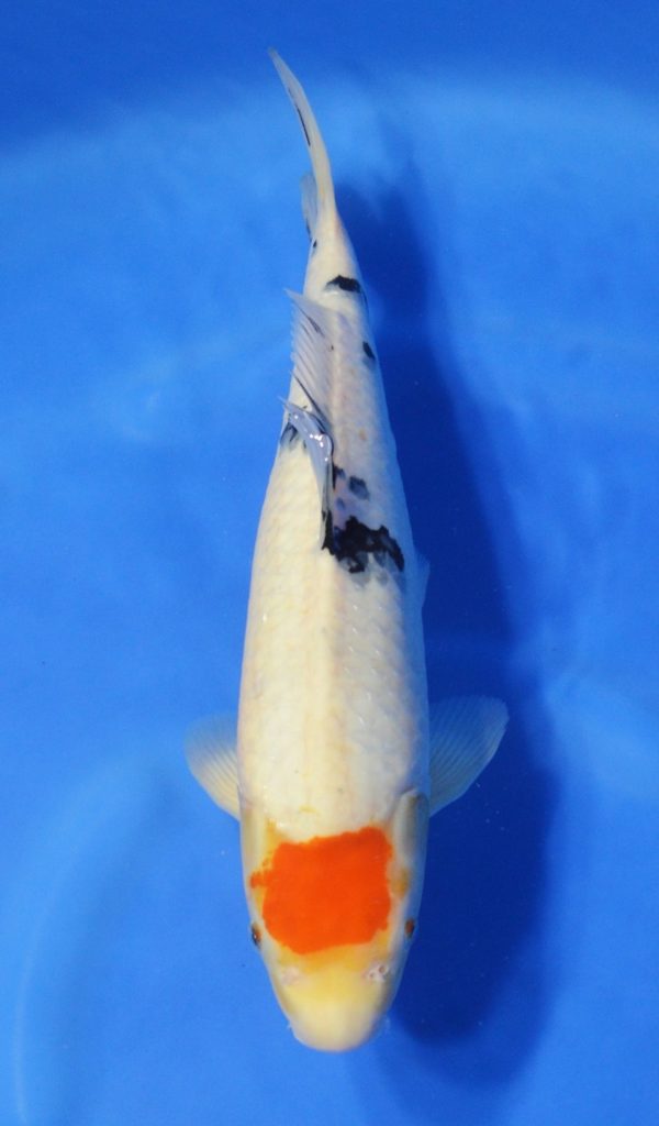 Tancho Sanke in healing pond - Grand Koi, LLC