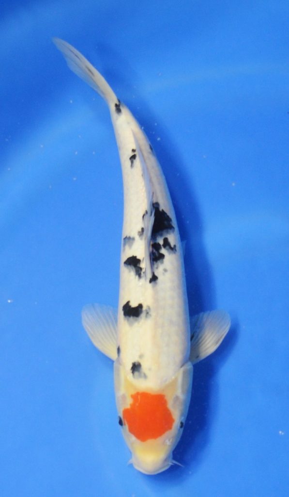 Tancho Sanke SICK - Grand Koi, LLC