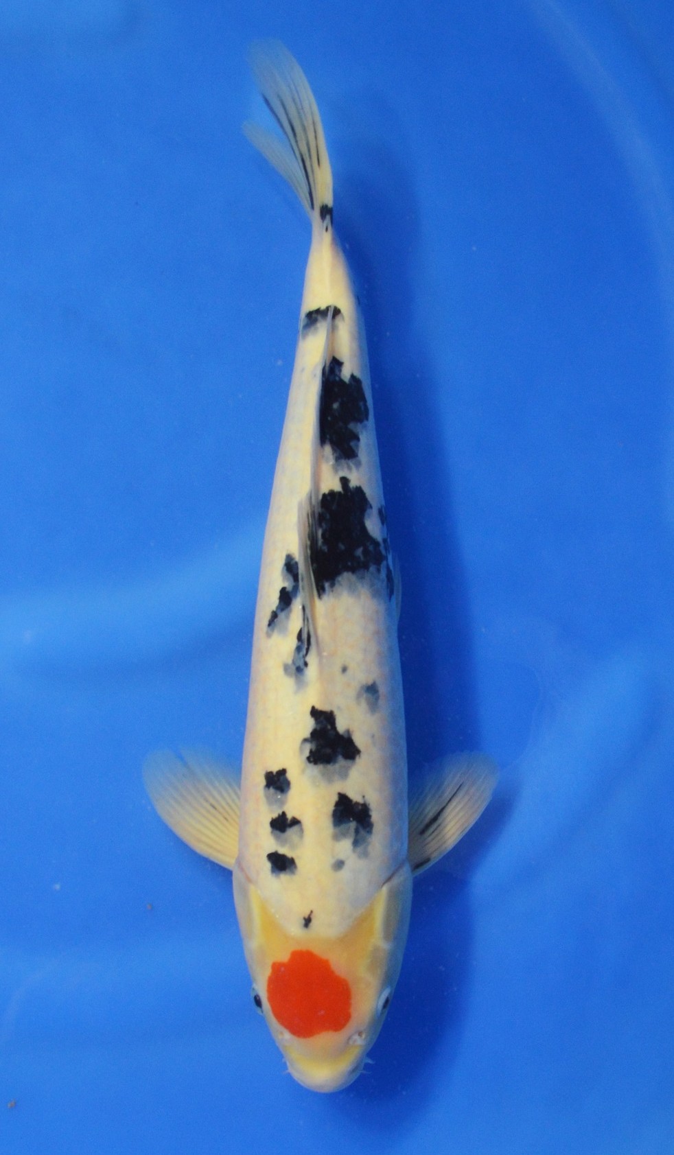 Tancho Sanke SICK - Grand Koi, LLC