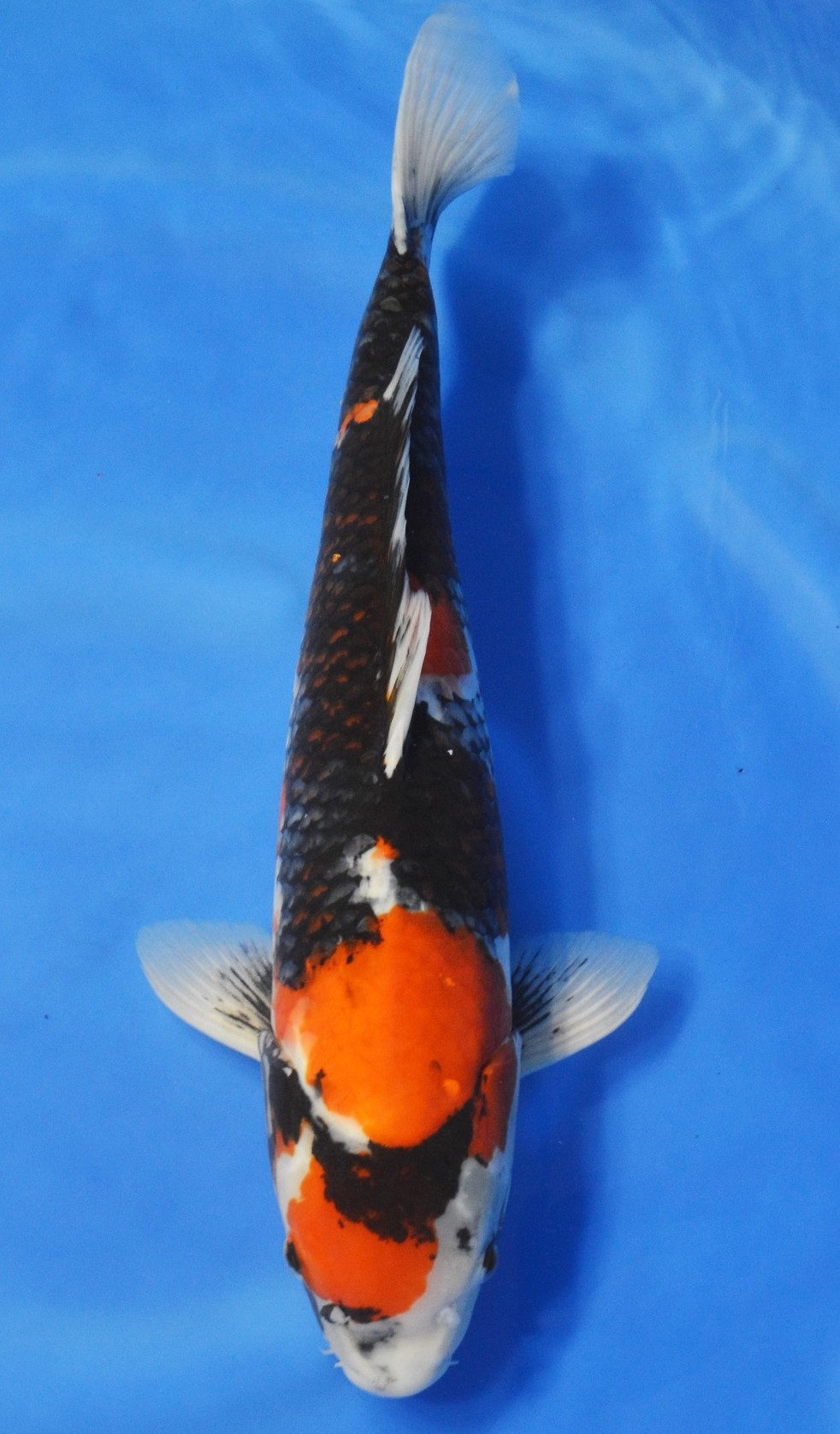 Showa-Sold - Grand Koi, LLC