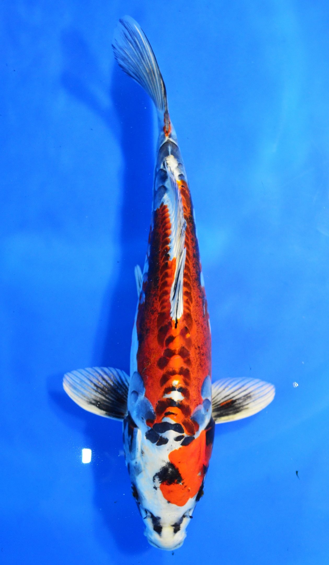 Kikokuryu S - Grand Koi, LLC