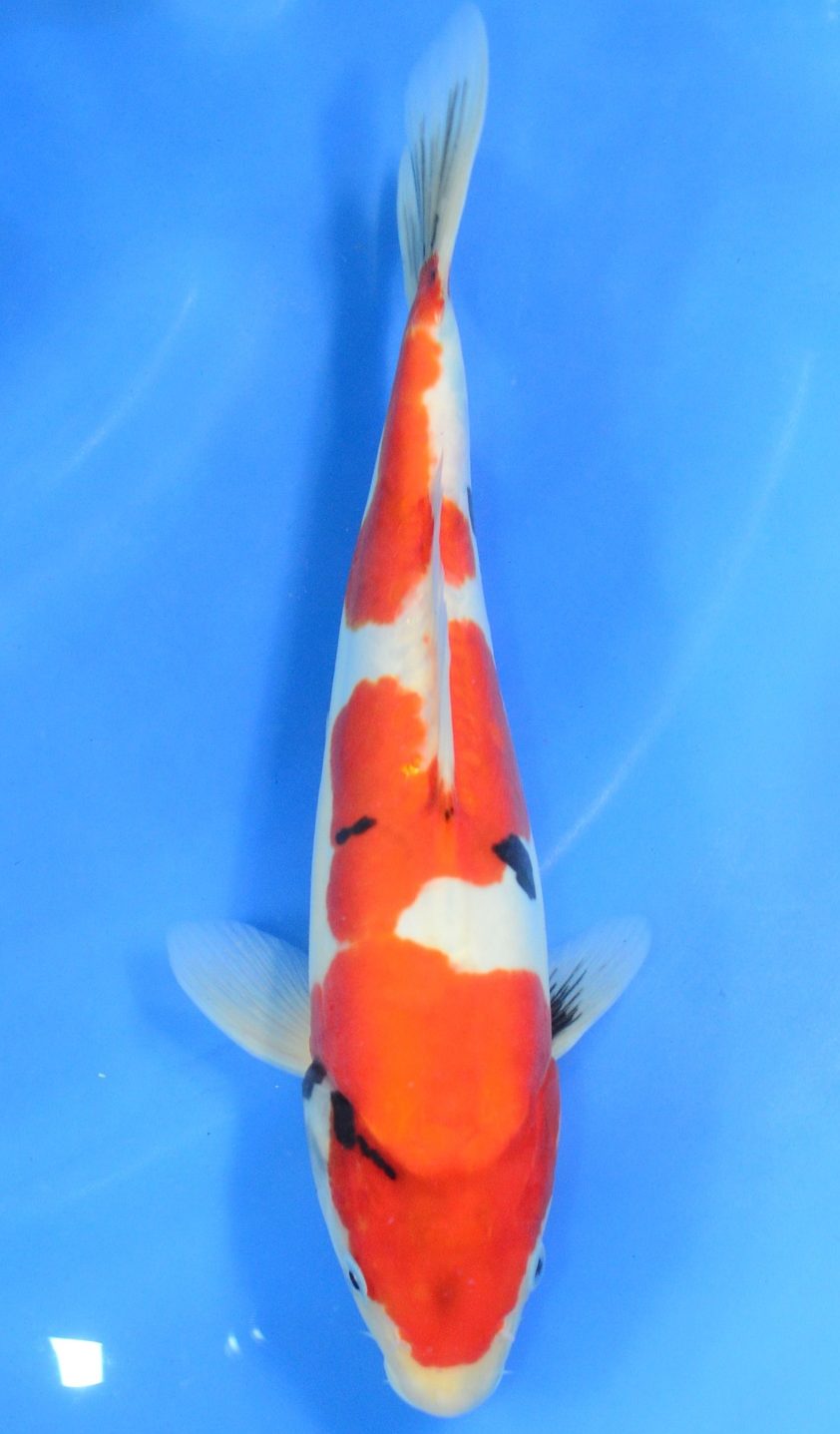Doitsu Sanke S101 - Grand Koi, LLC