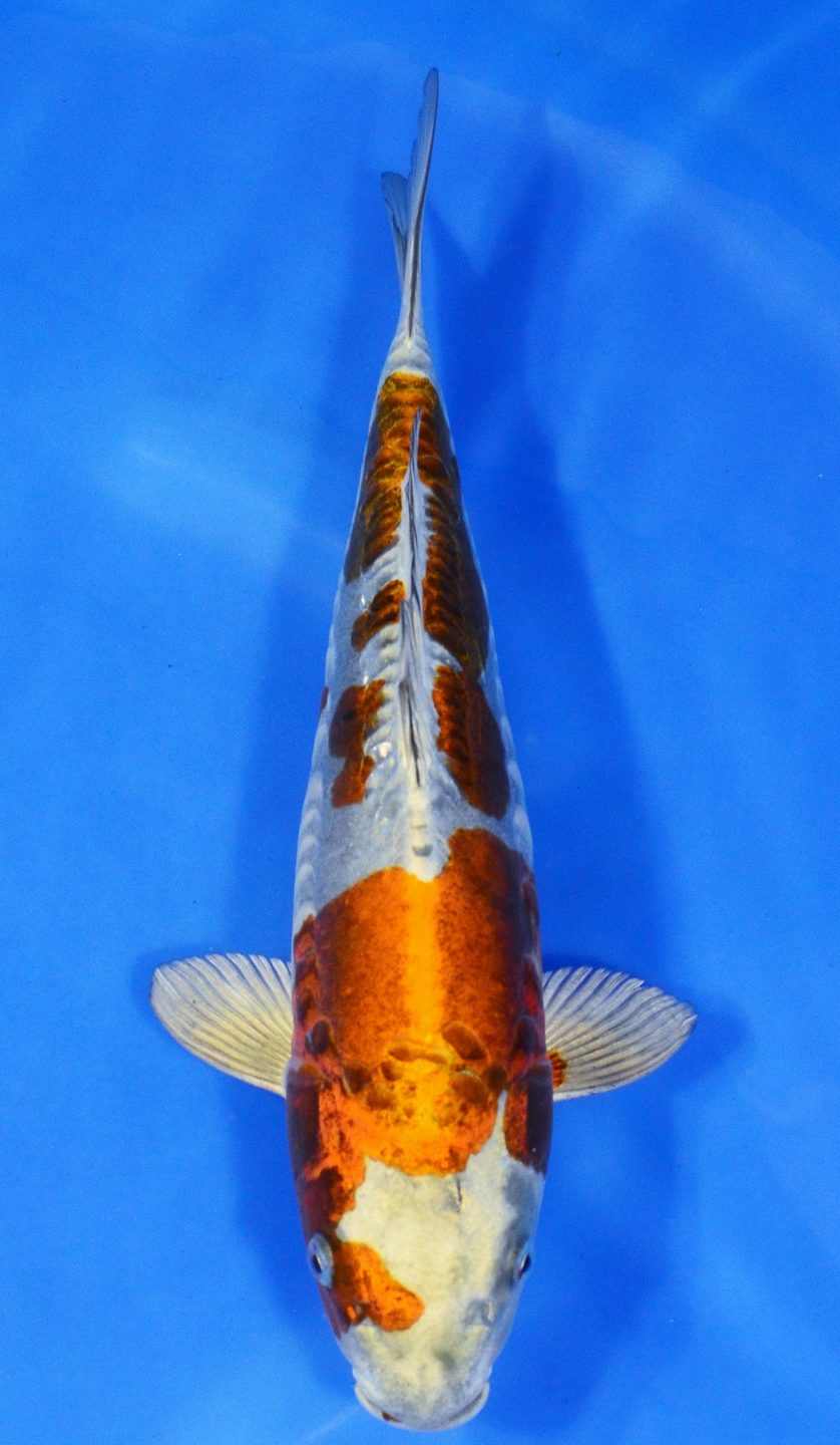 Kikusui - Grand Koi, LLC