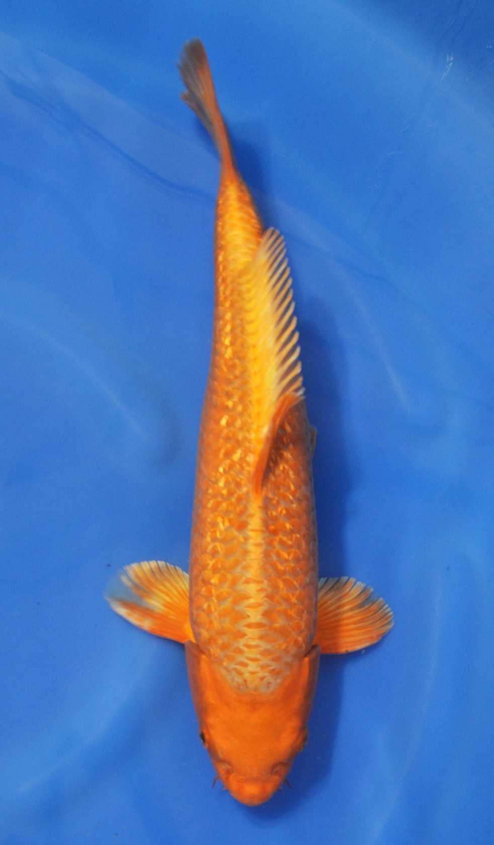 Gin Rin Benigoi SOLD - Grand Koi, LLC