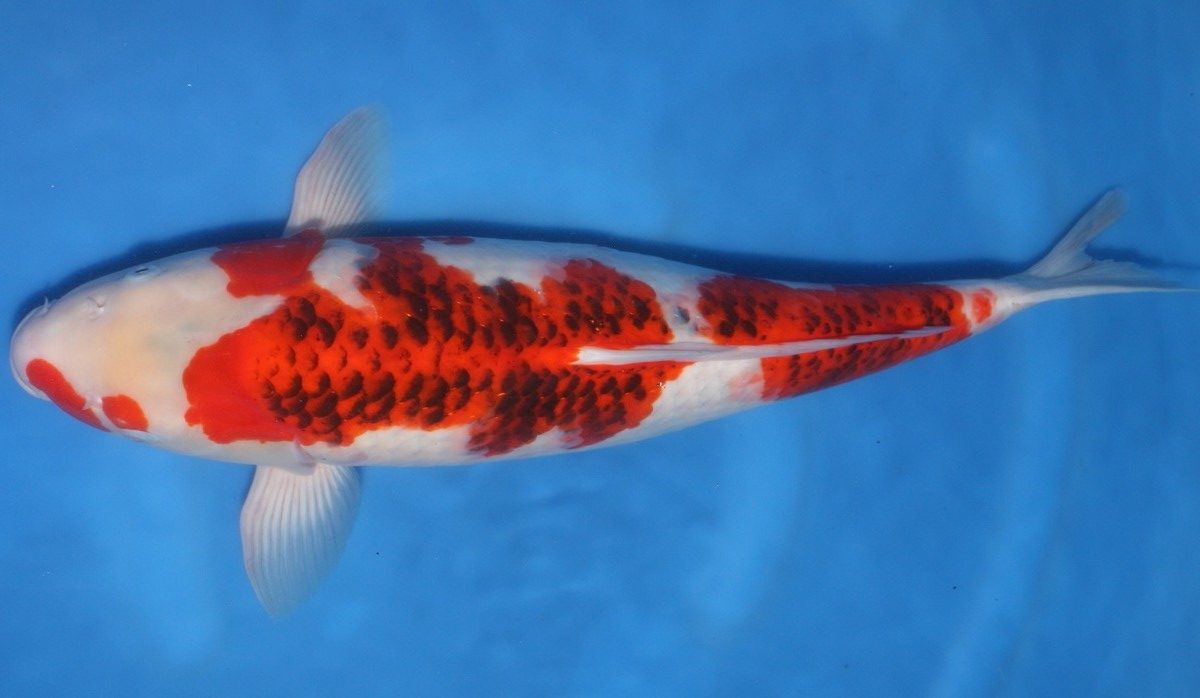 Aka Goromo SOLD - Grand Koi, LLC