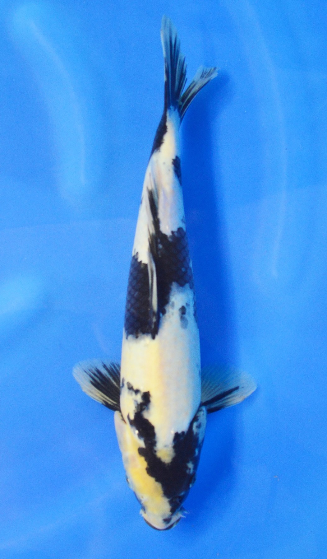 Shiro Utsuri SOLD - Grand Koi, LLC