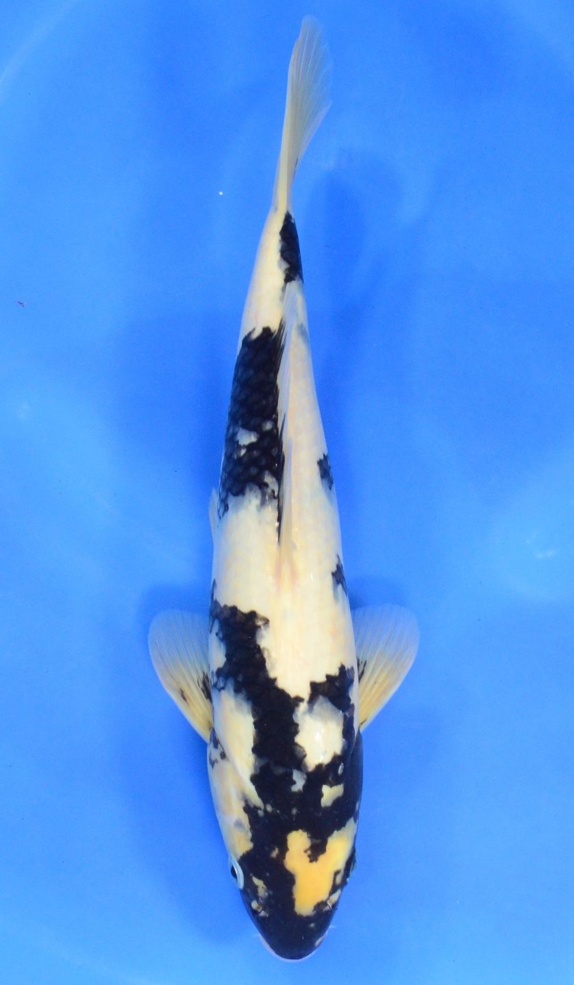Shiro Utsuri SOLD - Grand Koi, LLC