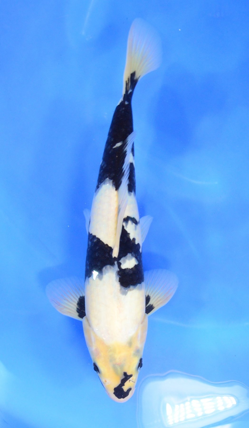 Shiro Utsuri - Grand Koi, LLC