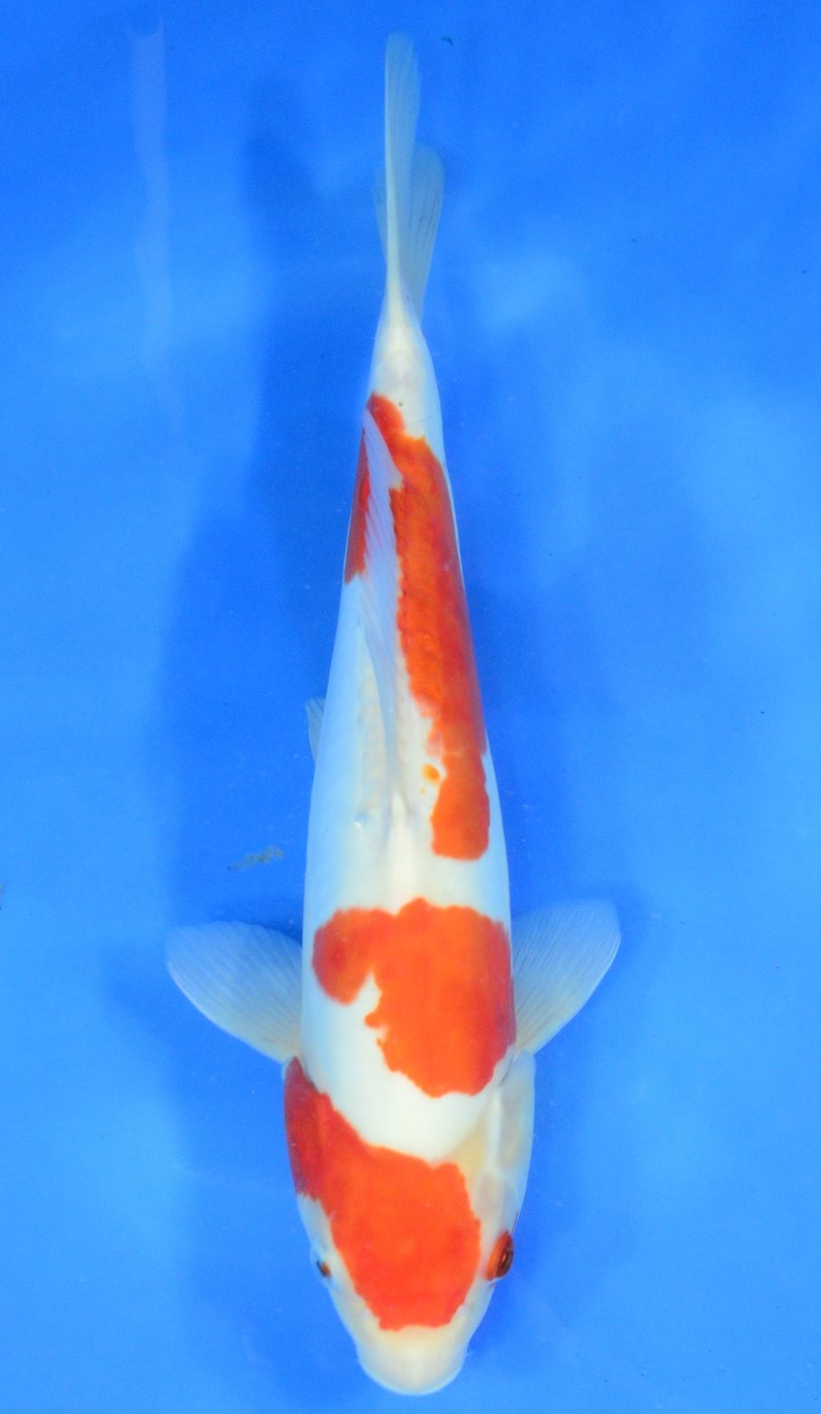 Doitsu Kohaku - Grand Koi, LLC