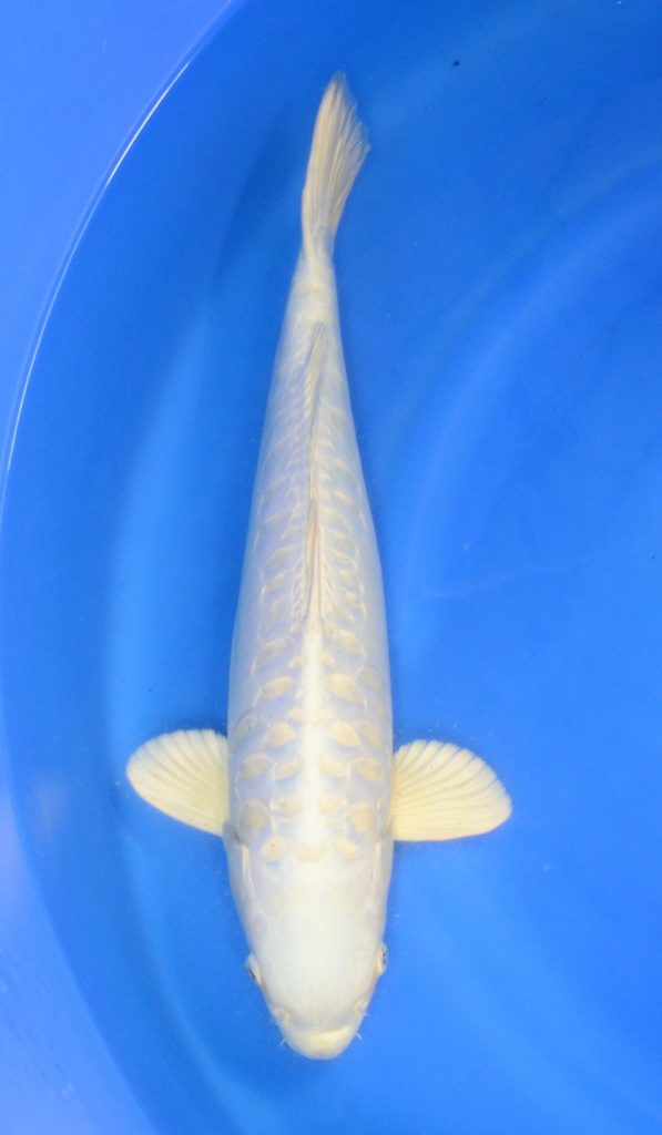 Armor Scale Platinum ON HOLD - Grand Koi, LLC